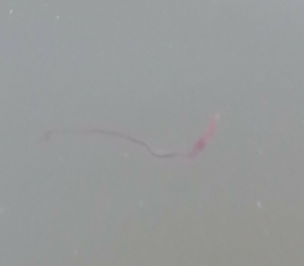 Naidid Worms from Yuquan Bay, Xiuying, Haikou, Hainan on August 27 ...