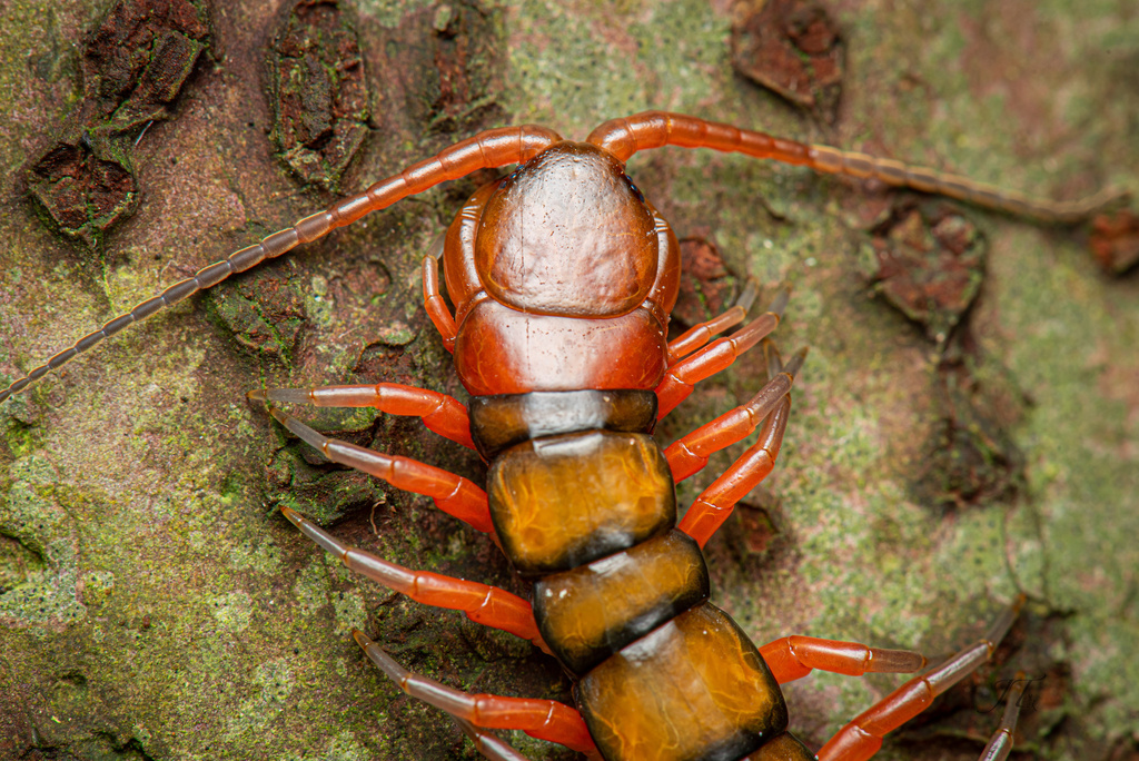 Pacific Giant Centipede from Singapore Island, SG on August 26, 2021 at ...