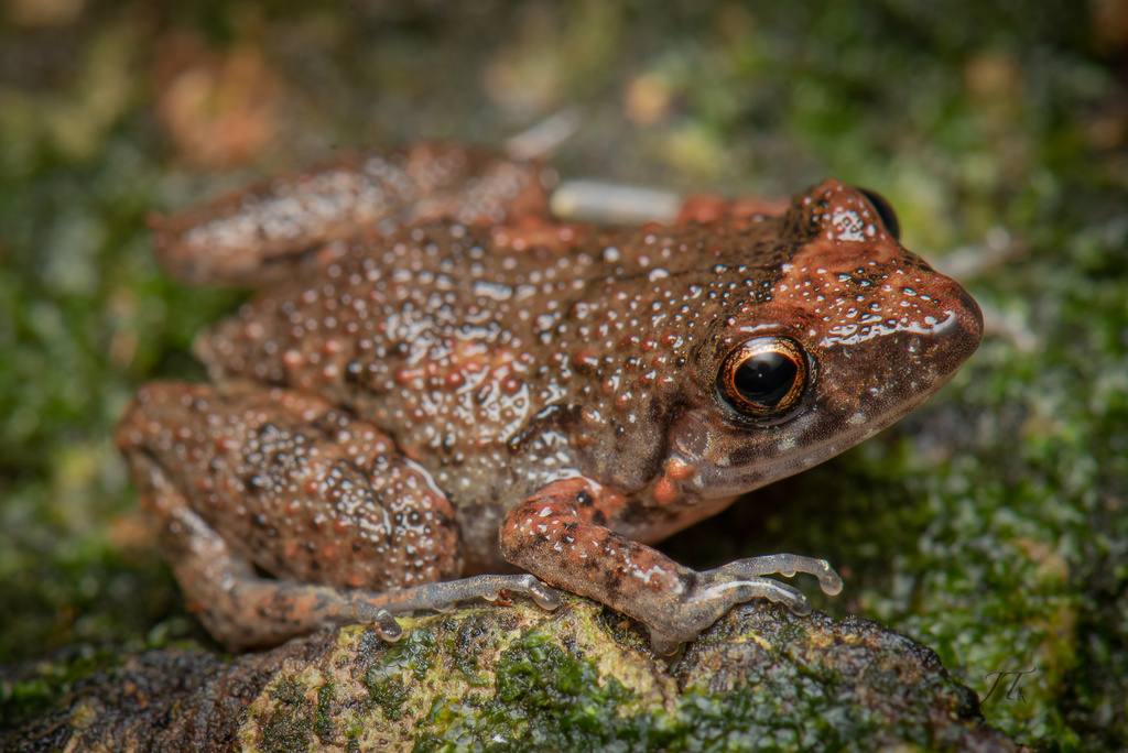 Greenhouse Frog from Singapore Island, SG on August 26, 2021 at 10:58 ...