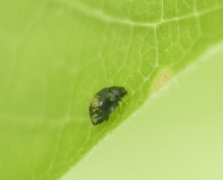 Stethorus pusillus (Herbst, 1797)