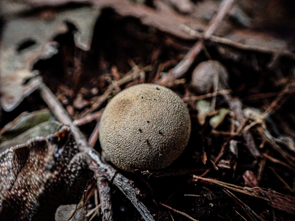 Lycoperdon from Winnie Bay, Copacabana NSW, Australia on August 28 ...