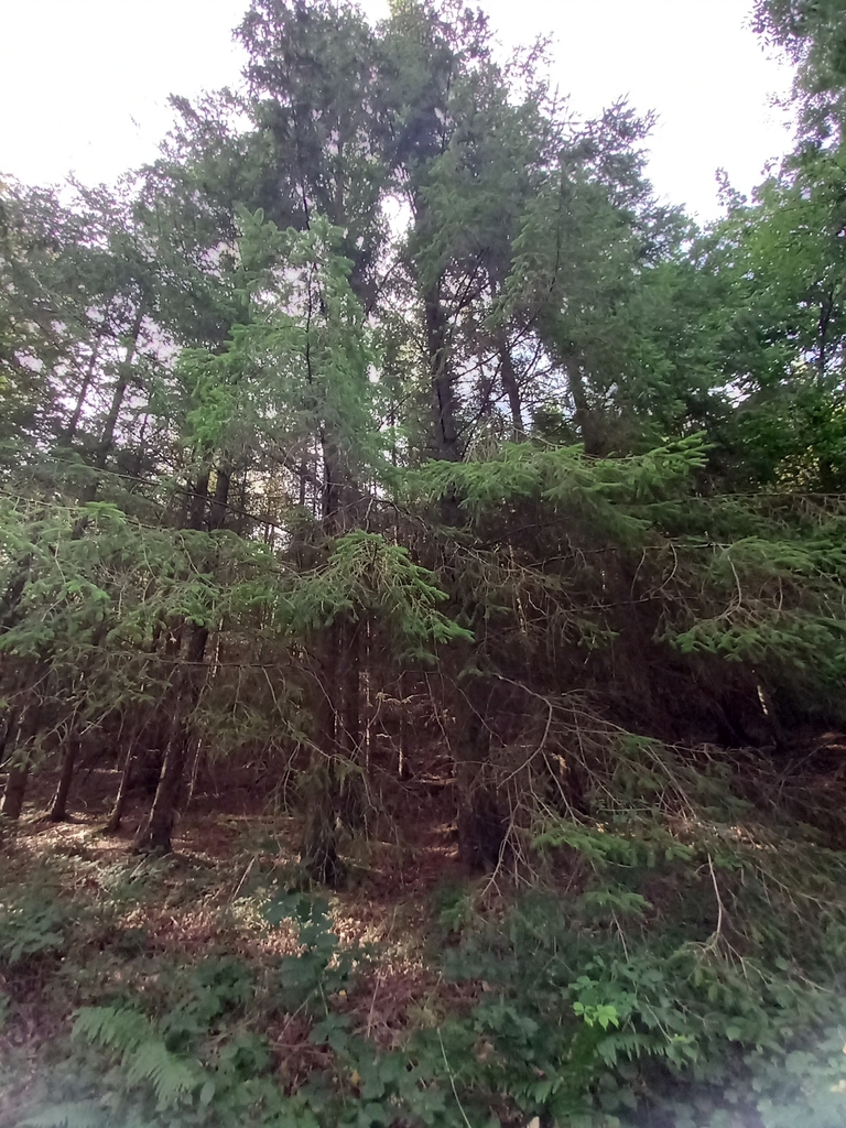 Sitka spruce from Bellevue Woods, N11, Bellevue Demesne, Co. Wicklow ...