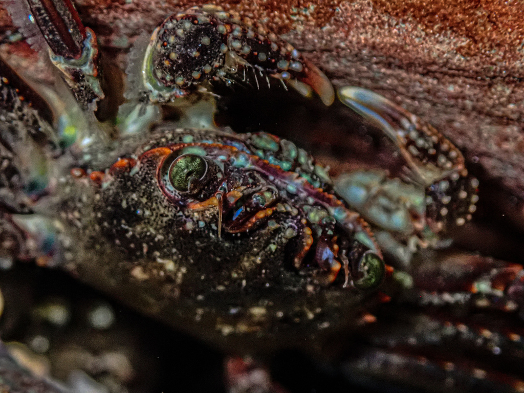 Red Rock Crab from Winnie Bay, Copacabana NSW, Australia on August 28 ...