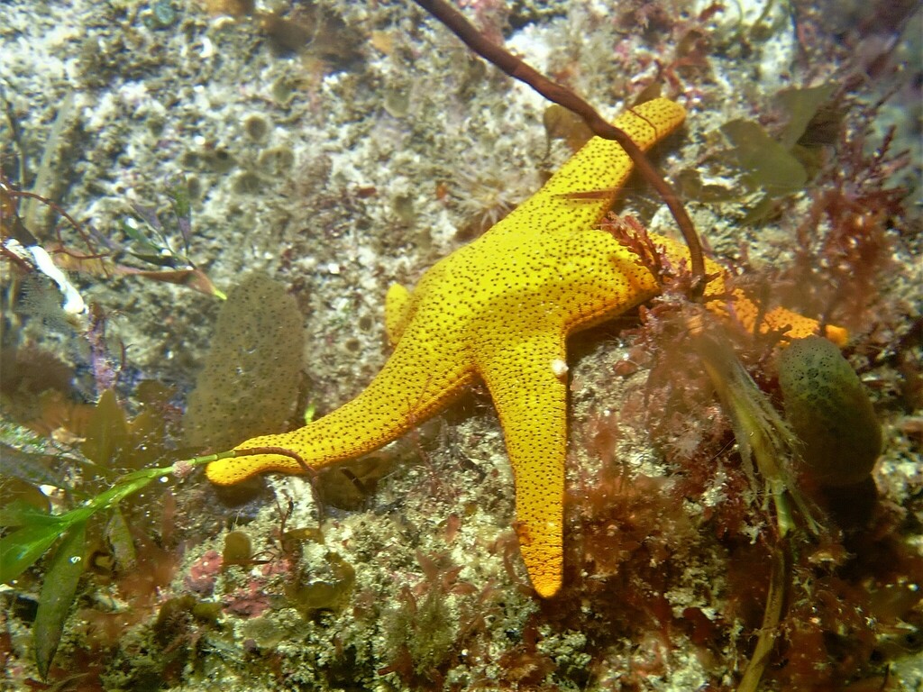 Many-spotted seastar from South Cottesloe Sponge Gardens, Perth WA ...