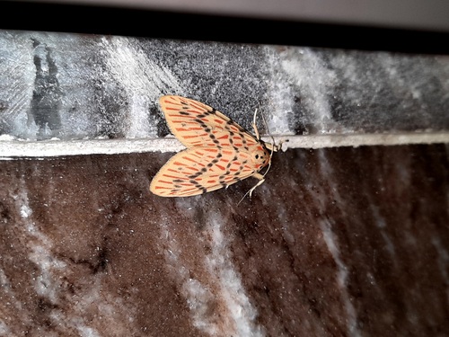 Barsine pseudoorientalis · iNaturalist