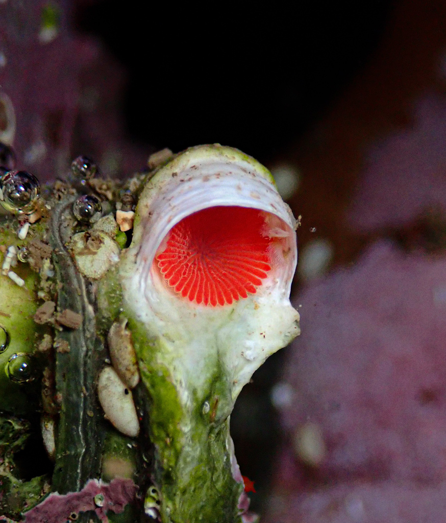 Serpula from Winnie Bay, Copacabana NSW, Australia on August 28, 2022 ...