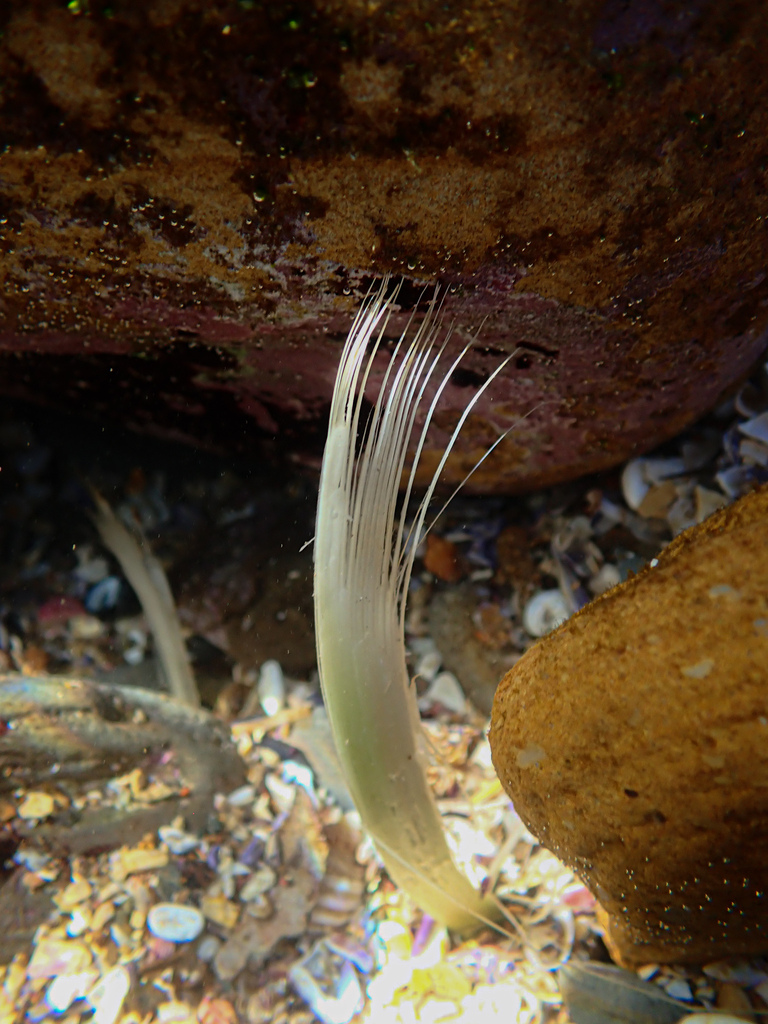 Posidonia from Winnie Bay, Copacabana NSW, Australia on August 28, 2022 ...