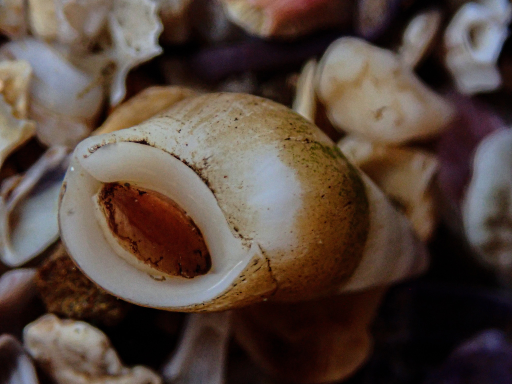 yellow-coated clusterwink from Winnie Bay, Copacabana NSW, Australia on ...