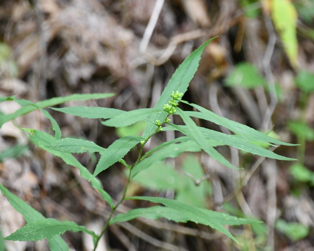 bluestem goldenrod from Randolph County, WV, USA on August 27, 2022 at ...
