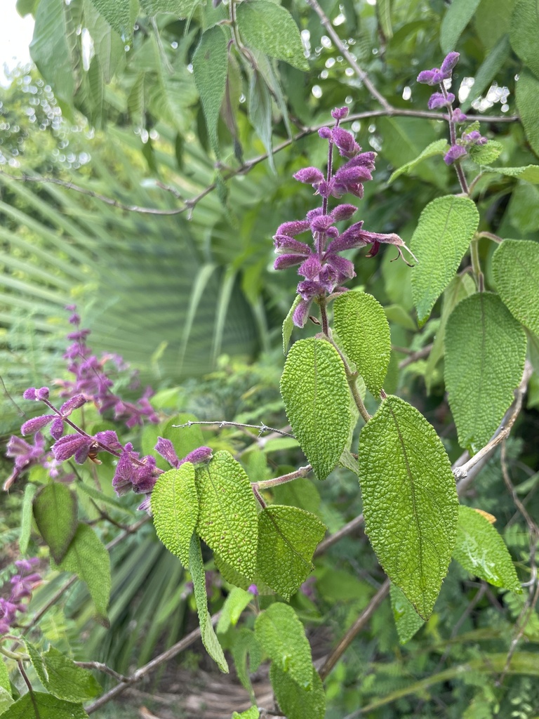 Irazu Volcano Sage from Yautepec, MOR, MX on August 27, 2022 at 11:22 ...