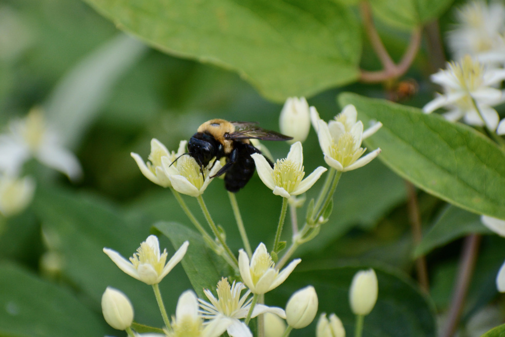 Eastern Carpenter Bee from Northwest Raleigh, Raleigh, NC, USA on ...