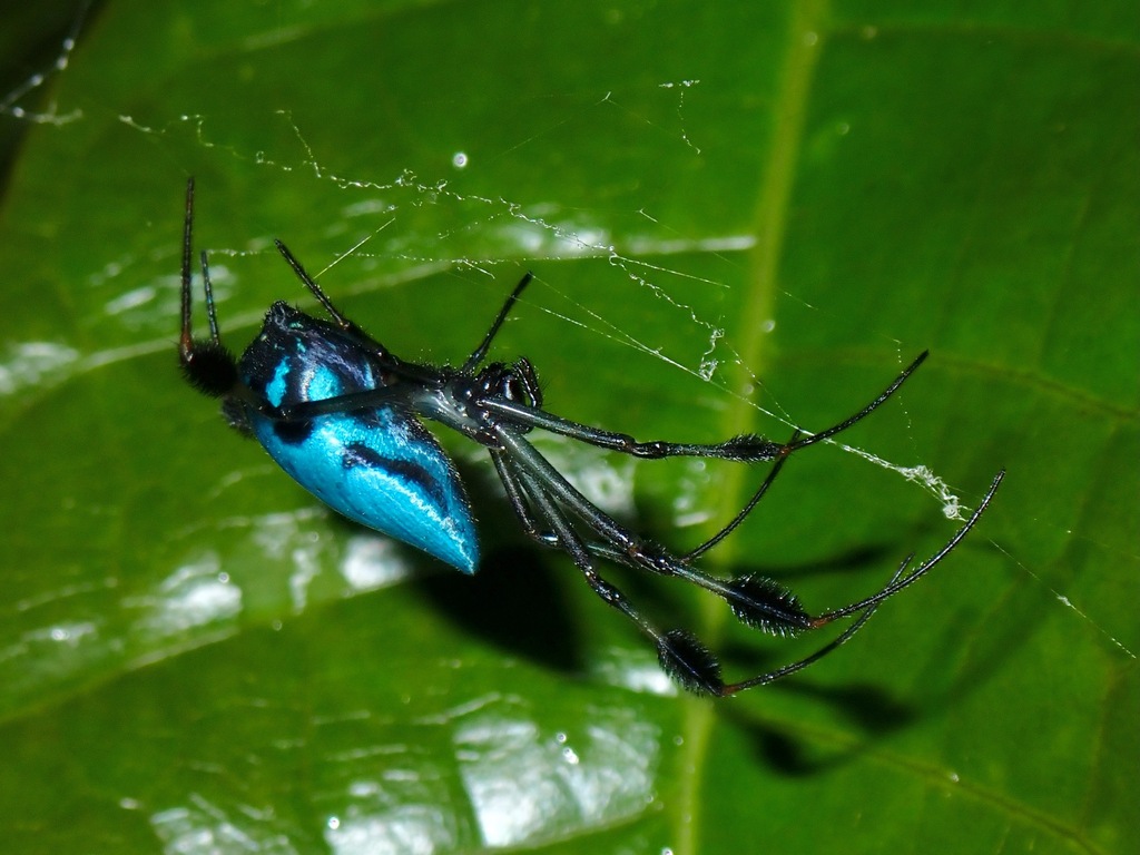 Orchard Spiders and Allies from Palawan, Philippines on August 25, 2022 ...