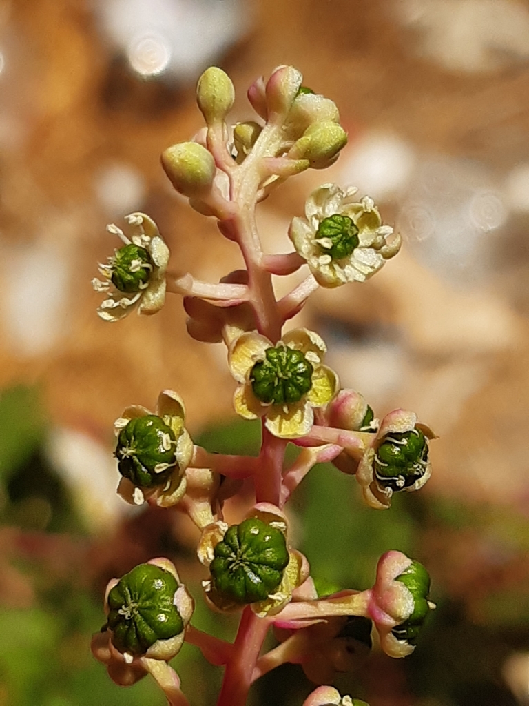 American pokeweed from Tabakhane, Nicosia on August 28, 2022 at 12:42 ...