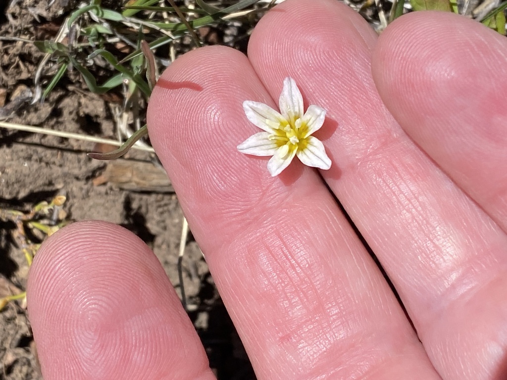 Snowdon Lily from Summit County, CO, USA on June 15, 2022 at 01:16 PM ...