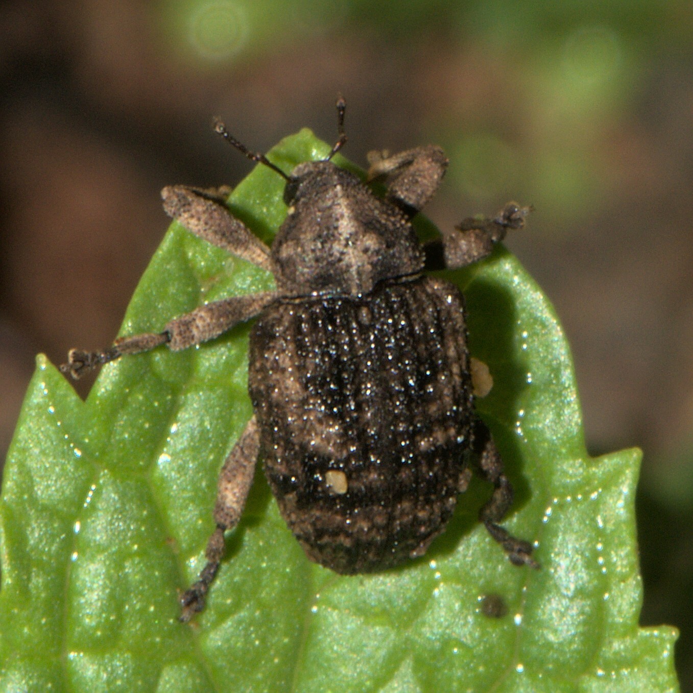 Sternochetus mangiferae (J.C.Fabricius, 1775)