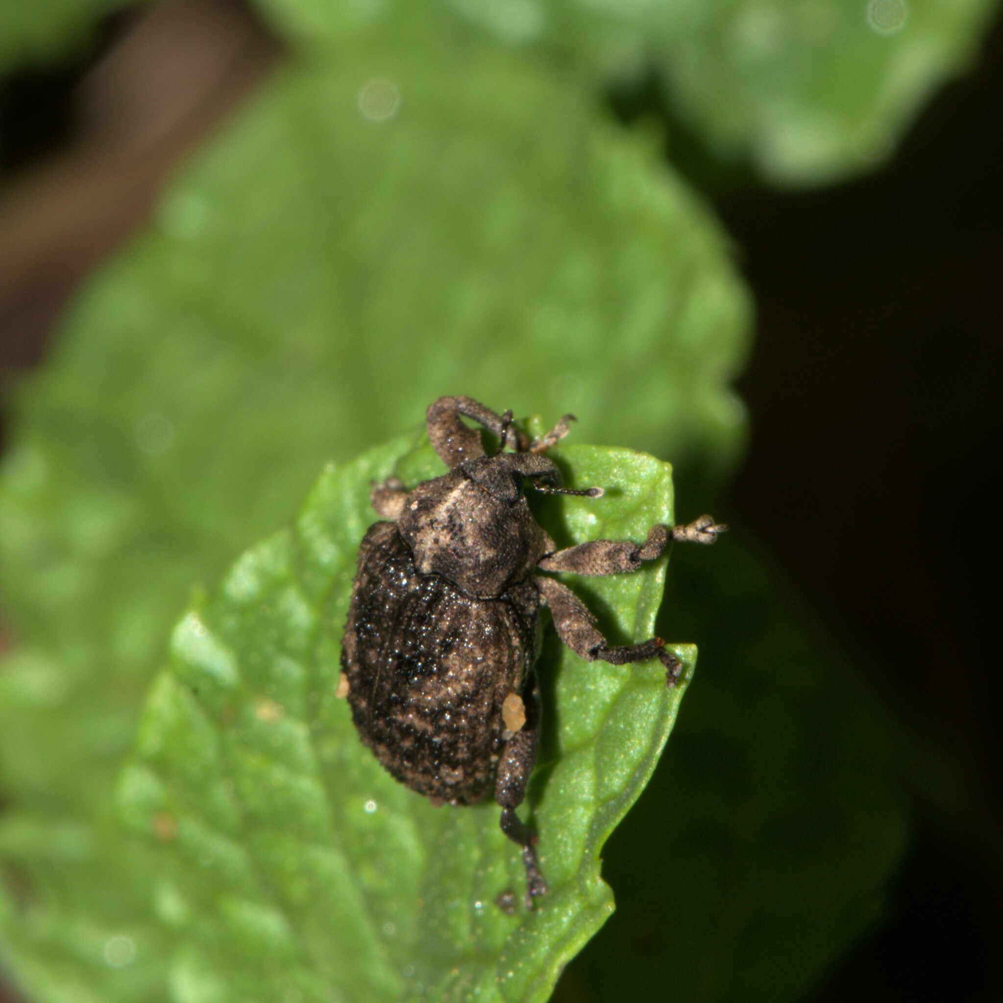 Sternochetus mangiferae (J.C.Fabricius, 1775)