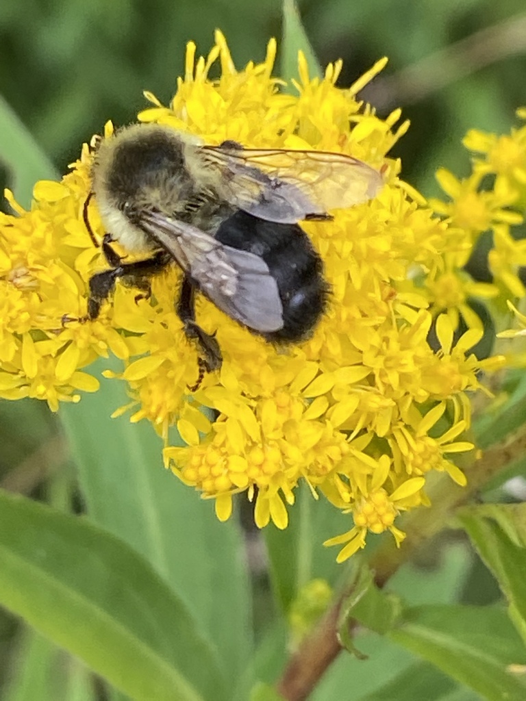 Common Eastern Bumble Bee from Crystal Lake State Park, Barton, VT, US ...
