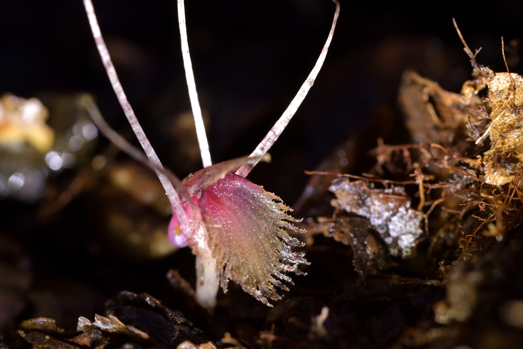 Corybas cryptanthus in August 2022 by Christopher Stephens. absolutely ...