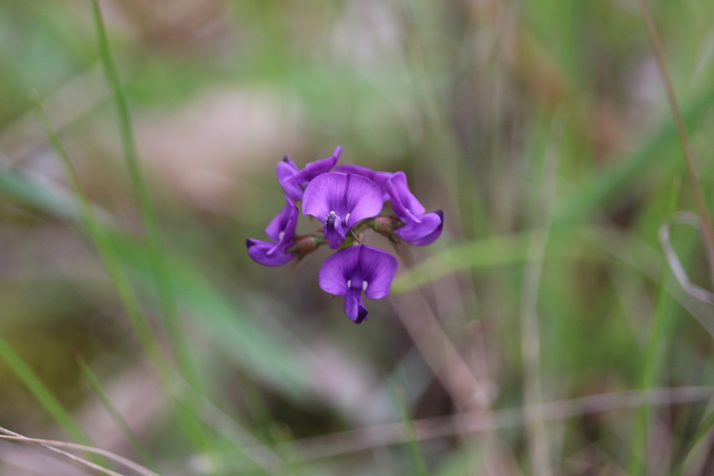 Silky Swainson-pea from Pimpinio VIC 3401, Australia on August 27, 2022 ...