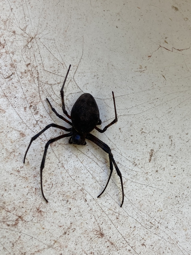 African Hermit Spider from Estrada do Congo, Vila Velha, ES, BR on ...