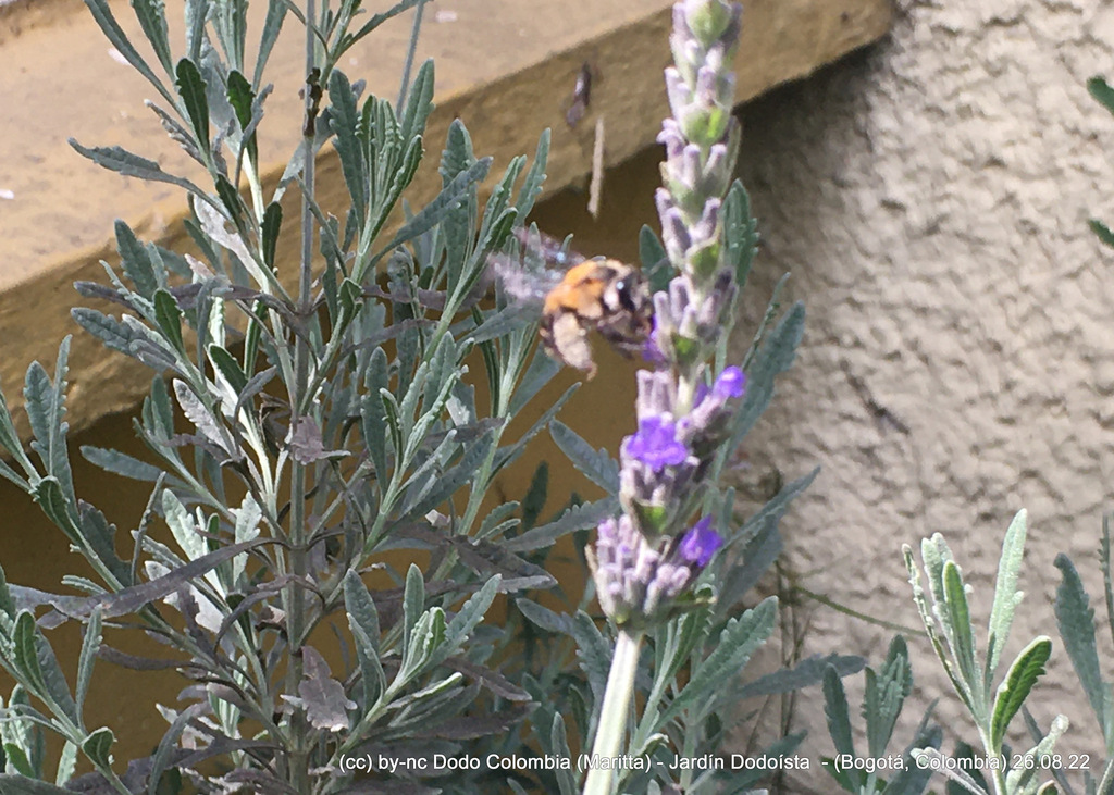 Thygater aethiops desde Jardín Dodoísta el 26 de agosto de 2022 a las ...