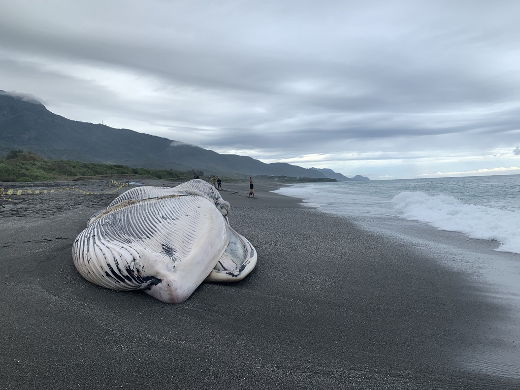 Blue Whale in January 2020 by 張容嘉 · iNaturalist