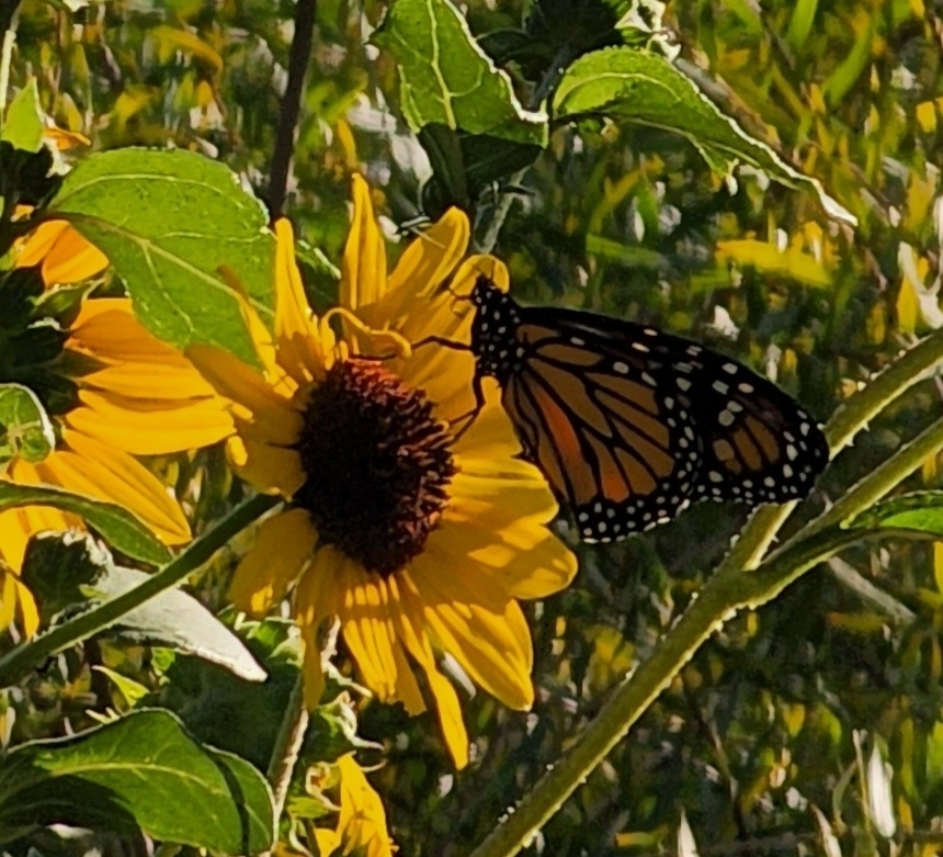 Monarch from Fish Haven, ID 83287, USA on August 27, 2022 at 08:04 AM ...