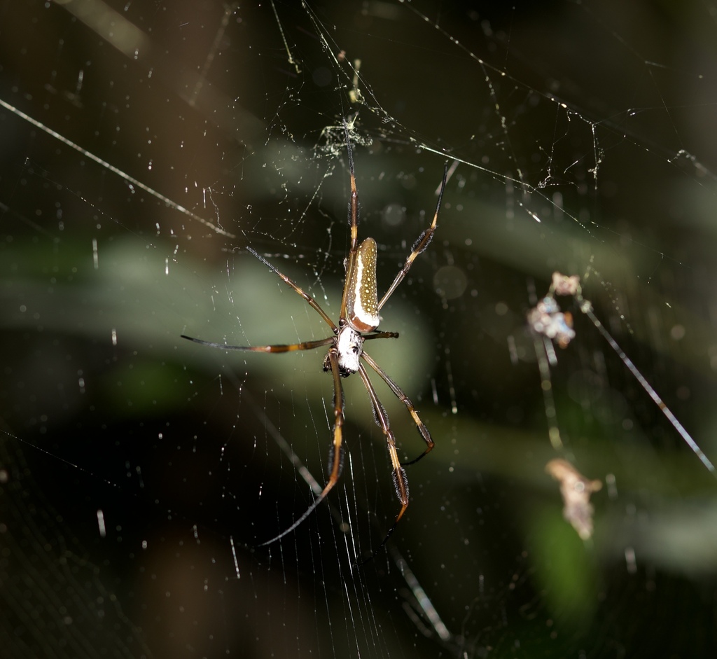 Golden Silk Spider from Diego Martin, Trinidad and Tobago on August 27 ...