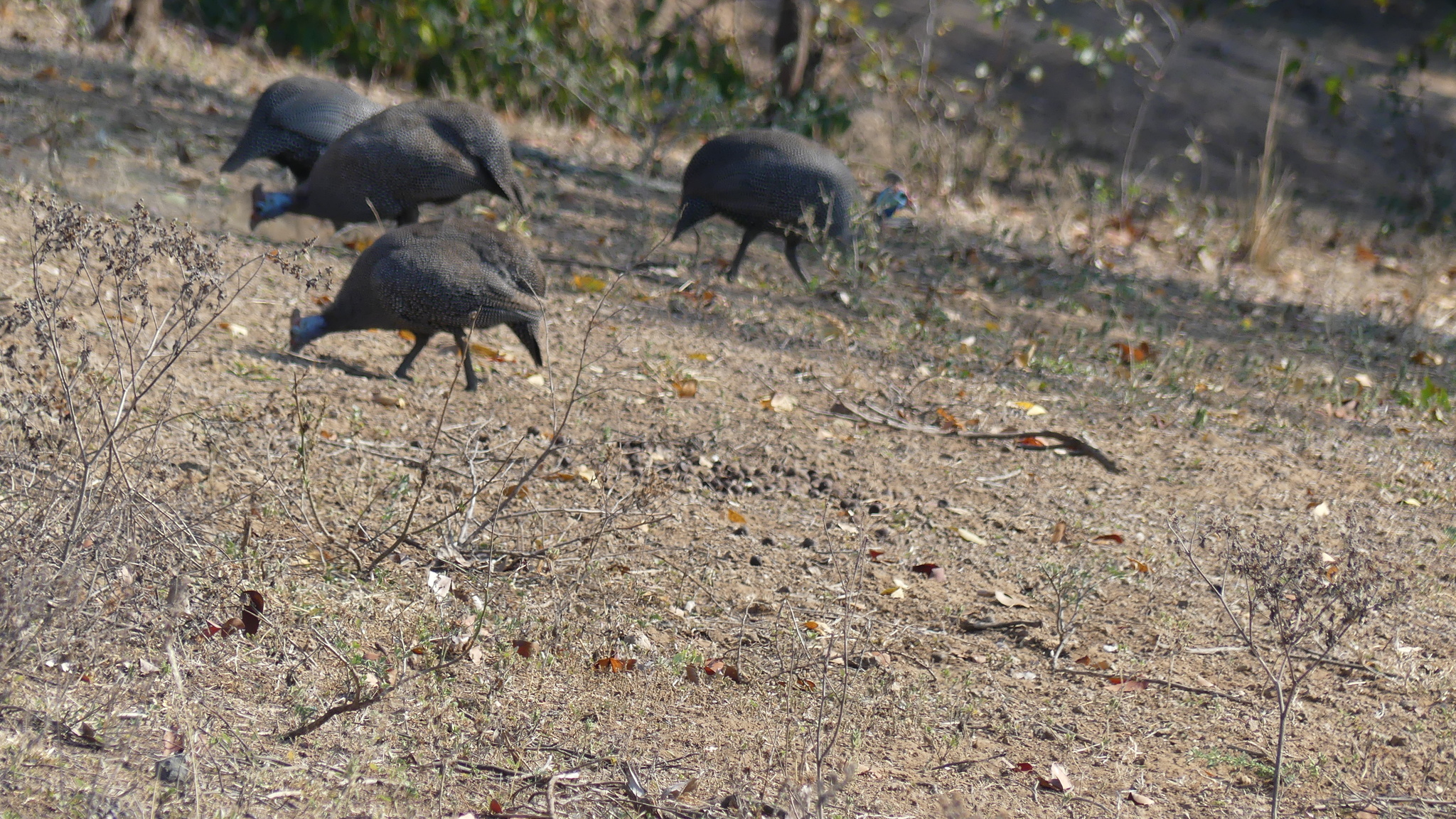 Numida meleagris mitratus Pallas, 1767