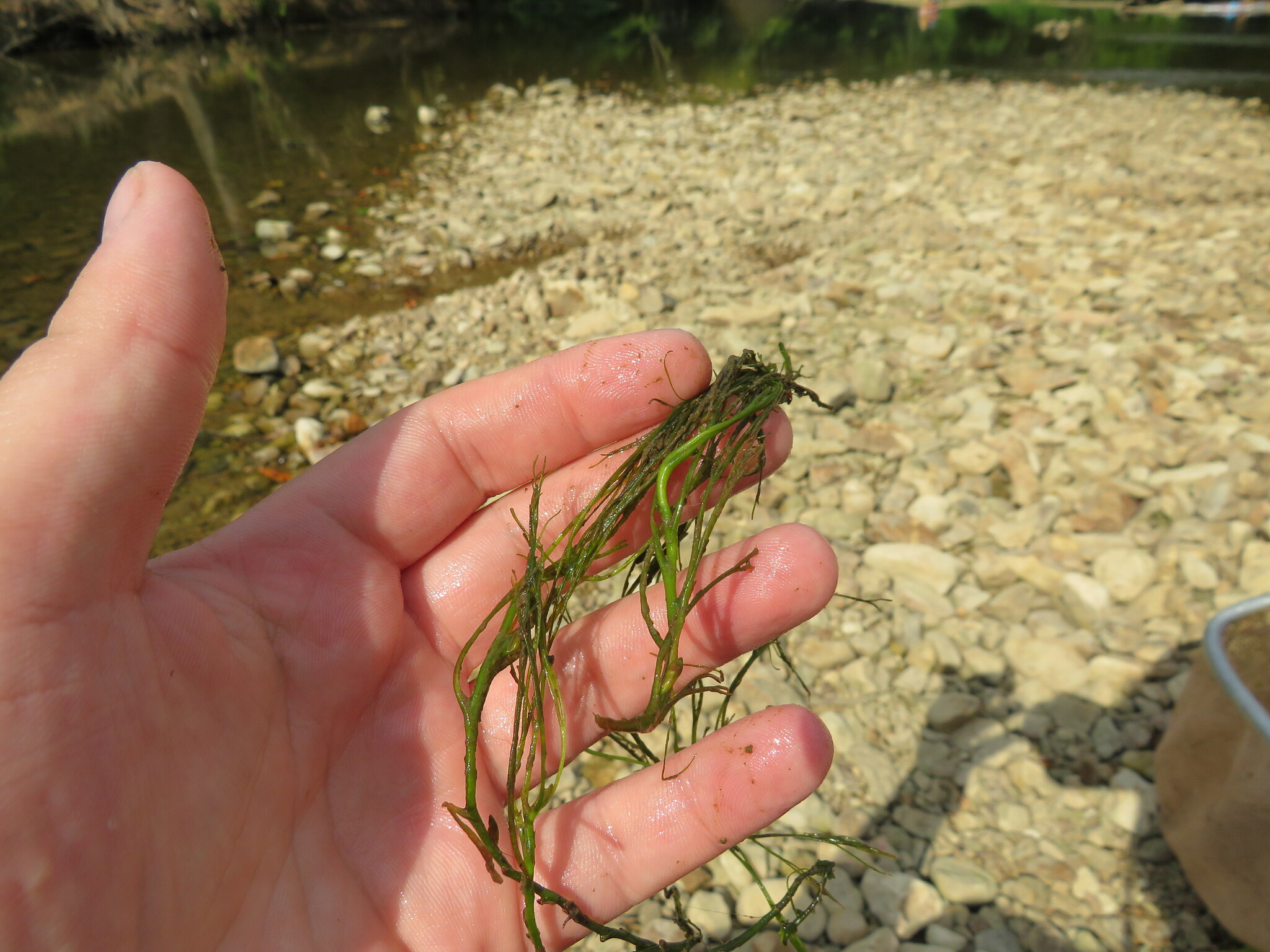 Podostemum ceratophyllum Michx.