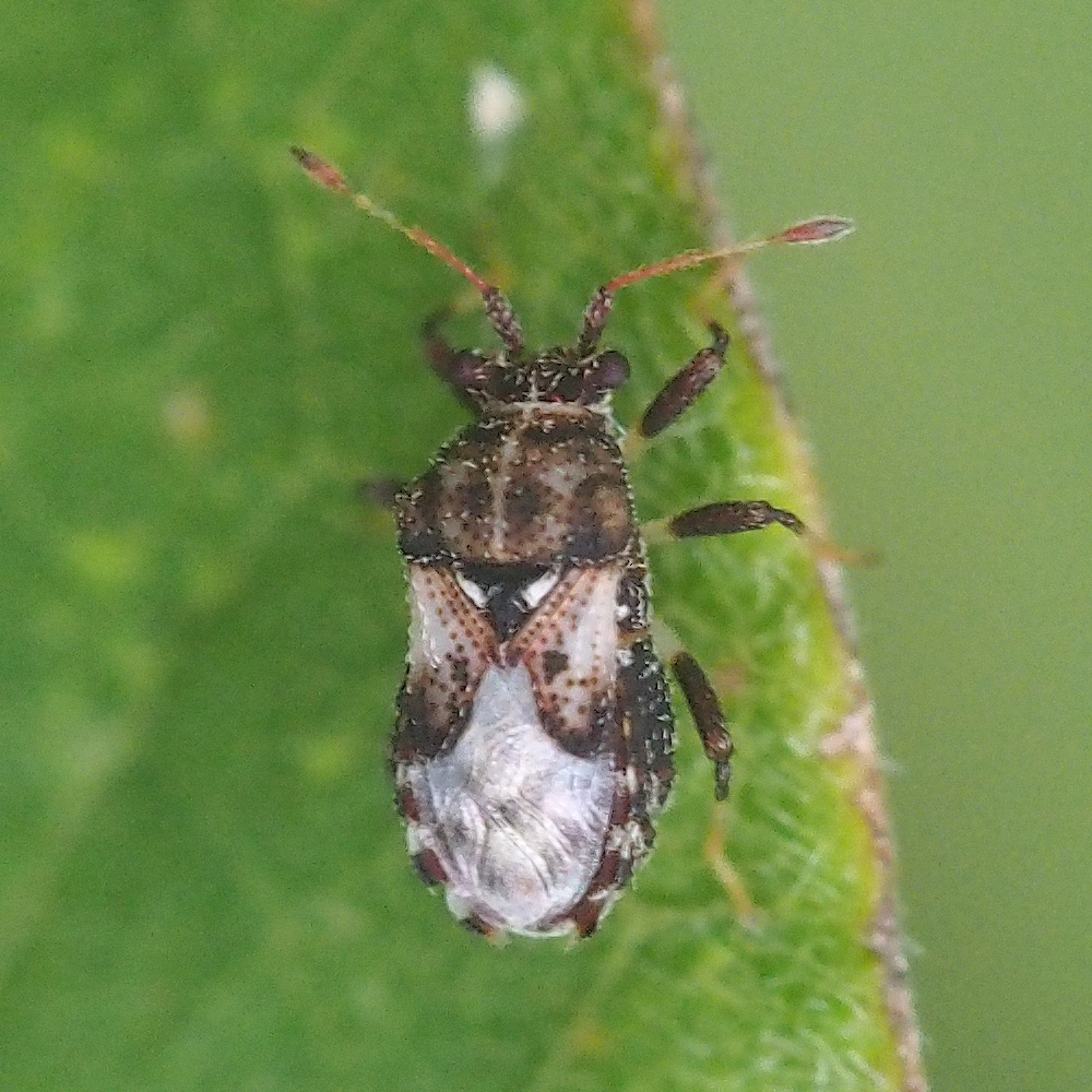 Chauliops Scott, 1874