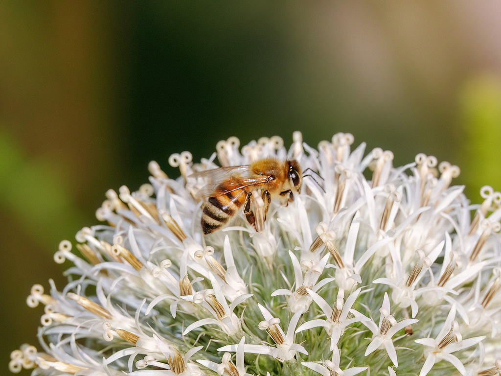 Western Honey Bee from Lund Botanics Garden, Sweden on August 08, 2022 ...
