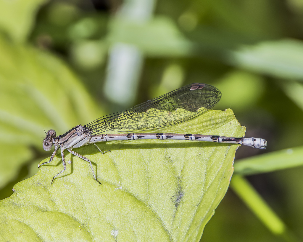 Springwater Dancer in August 2022 by Kevin Shrock · iNaturalist