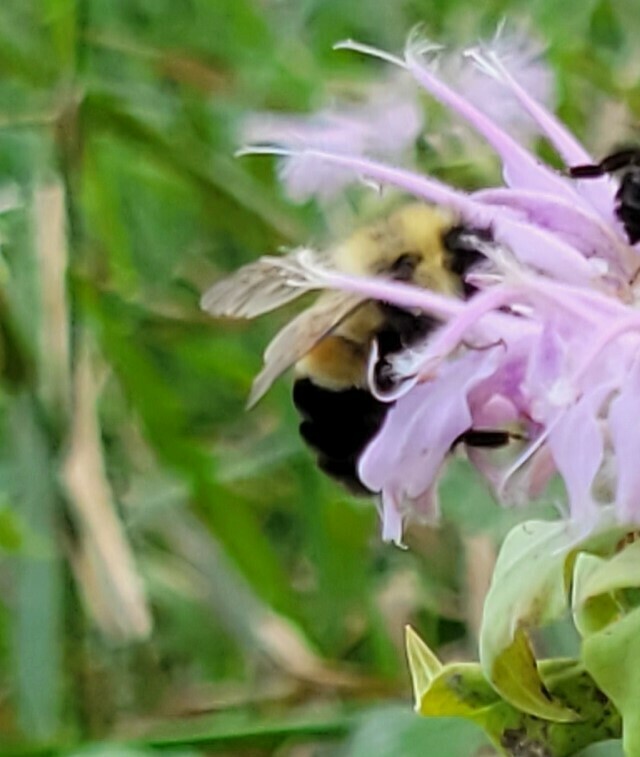 Rusty-patched Bumble Bee in August 2022 by rbumann. on Monarda ...