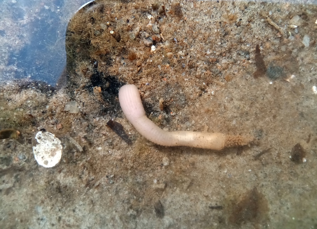 Cactus worm from Loukhskiy rayon, RU-KI, RU on August 08, 2022 at 04:21 ...