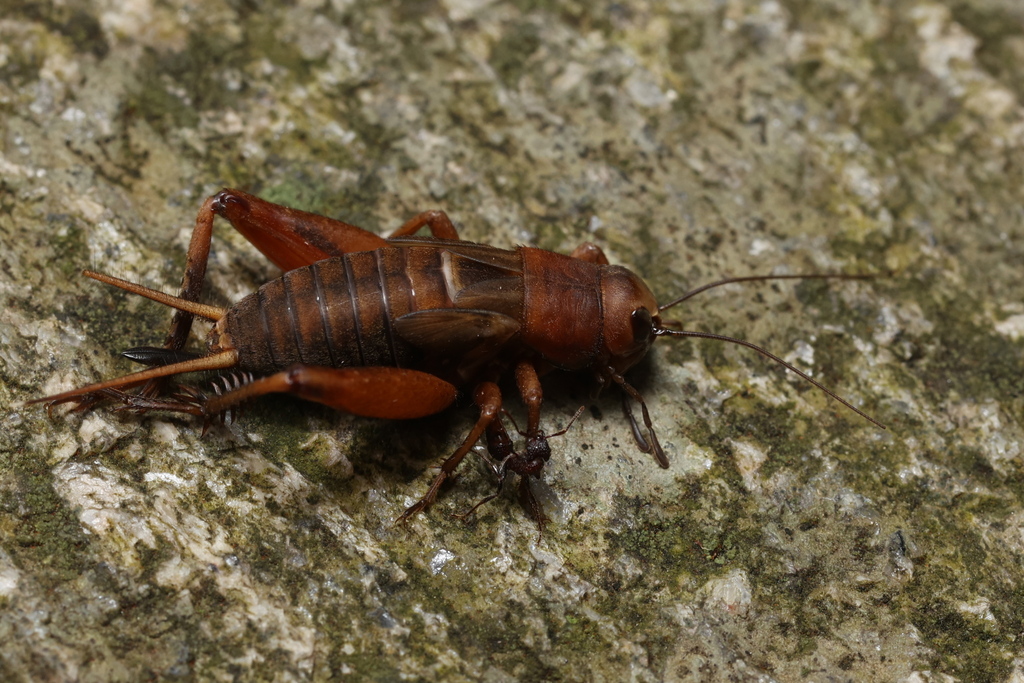 Teleogryllus derelictus from Tai Po, Hong Kong on August 21, 2022 at 10 ...