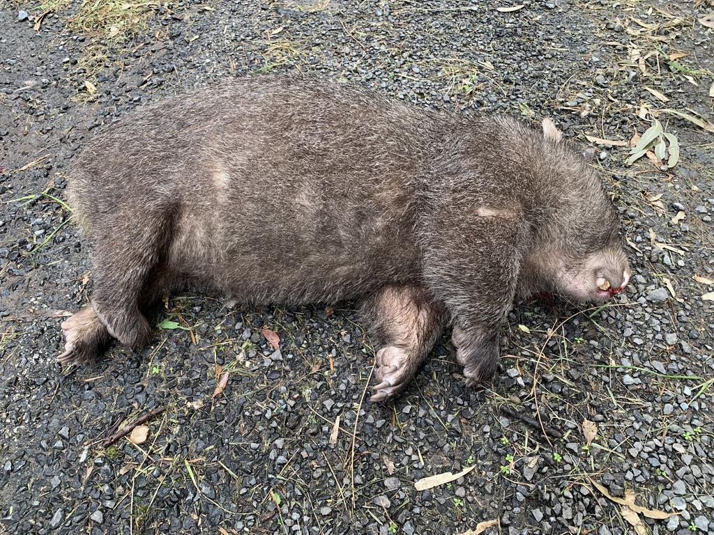 Bare-nosed Wombat from Beach Rd, Berry, NSW, AU on August 27, 2022 at ...