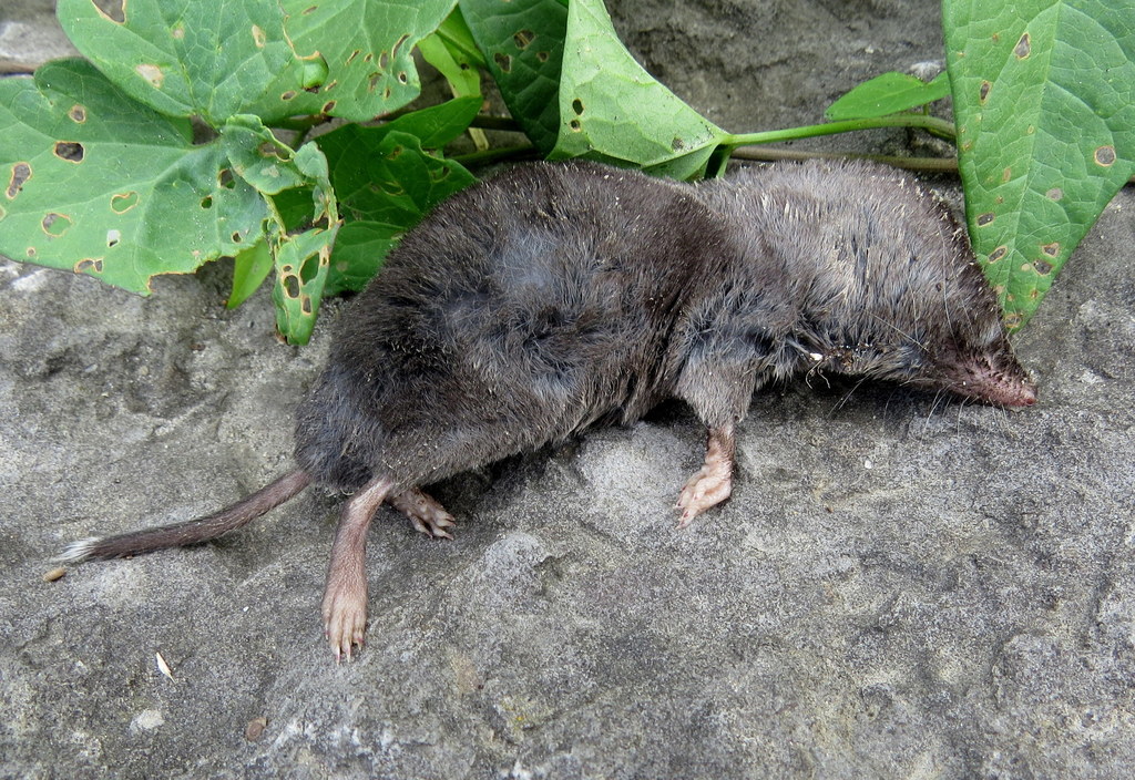 Red-toothed Shrews (Soricinae) - Know Your Mammals
