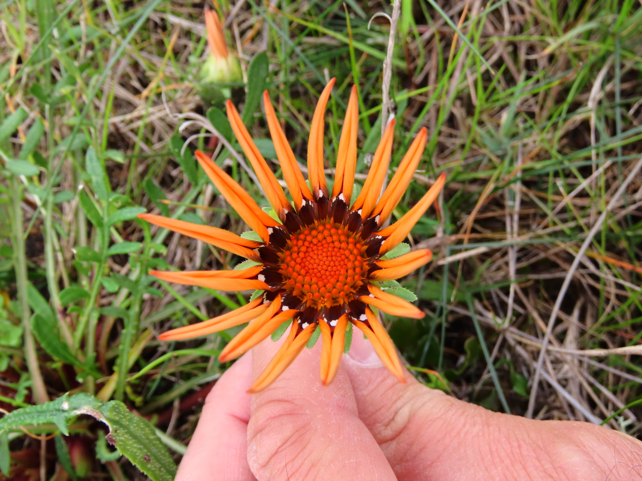 Gazania pectinata (Thunb.) Hartw.