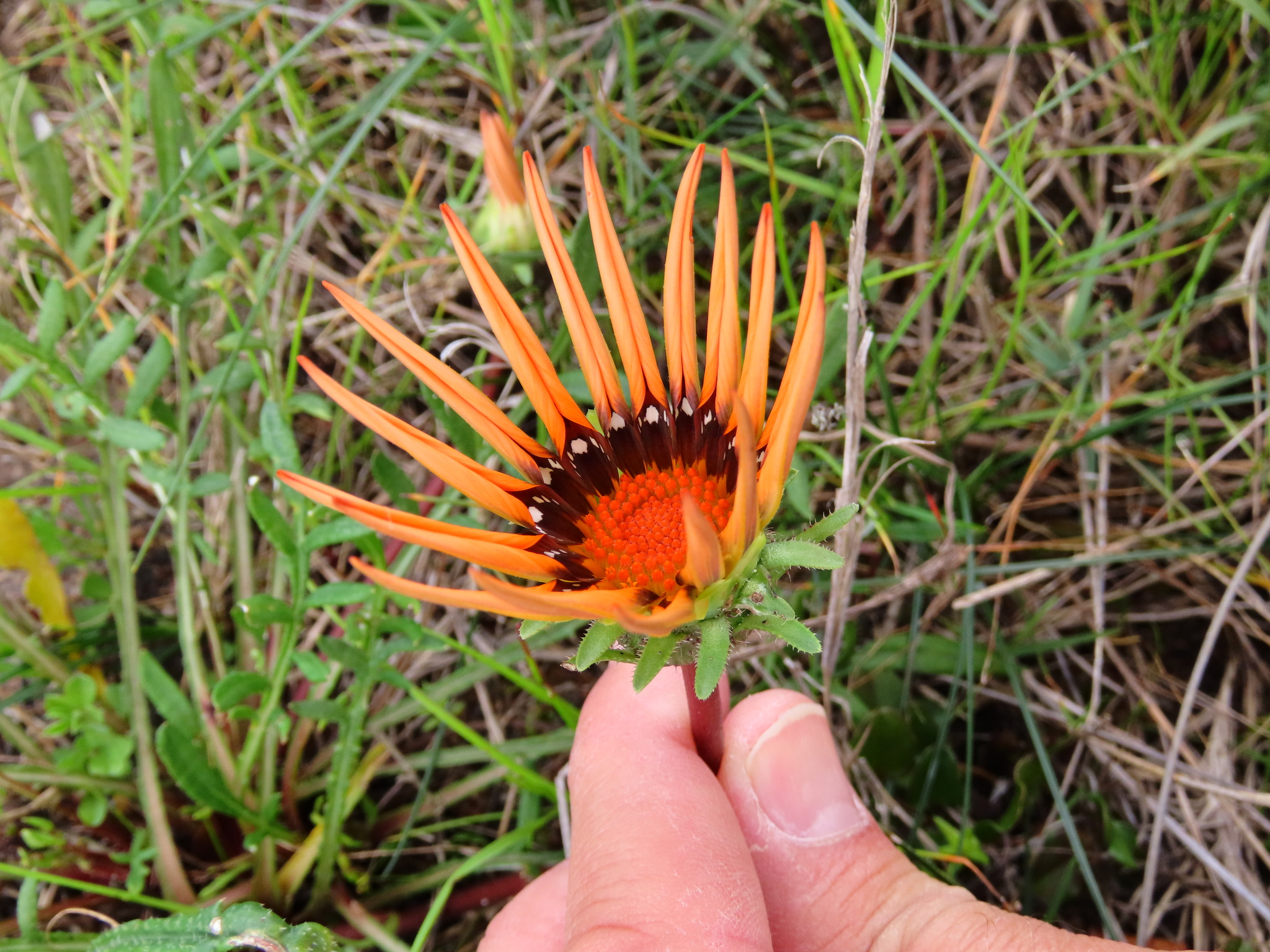 Gazania pectinata (Thunb.) Hartw.
