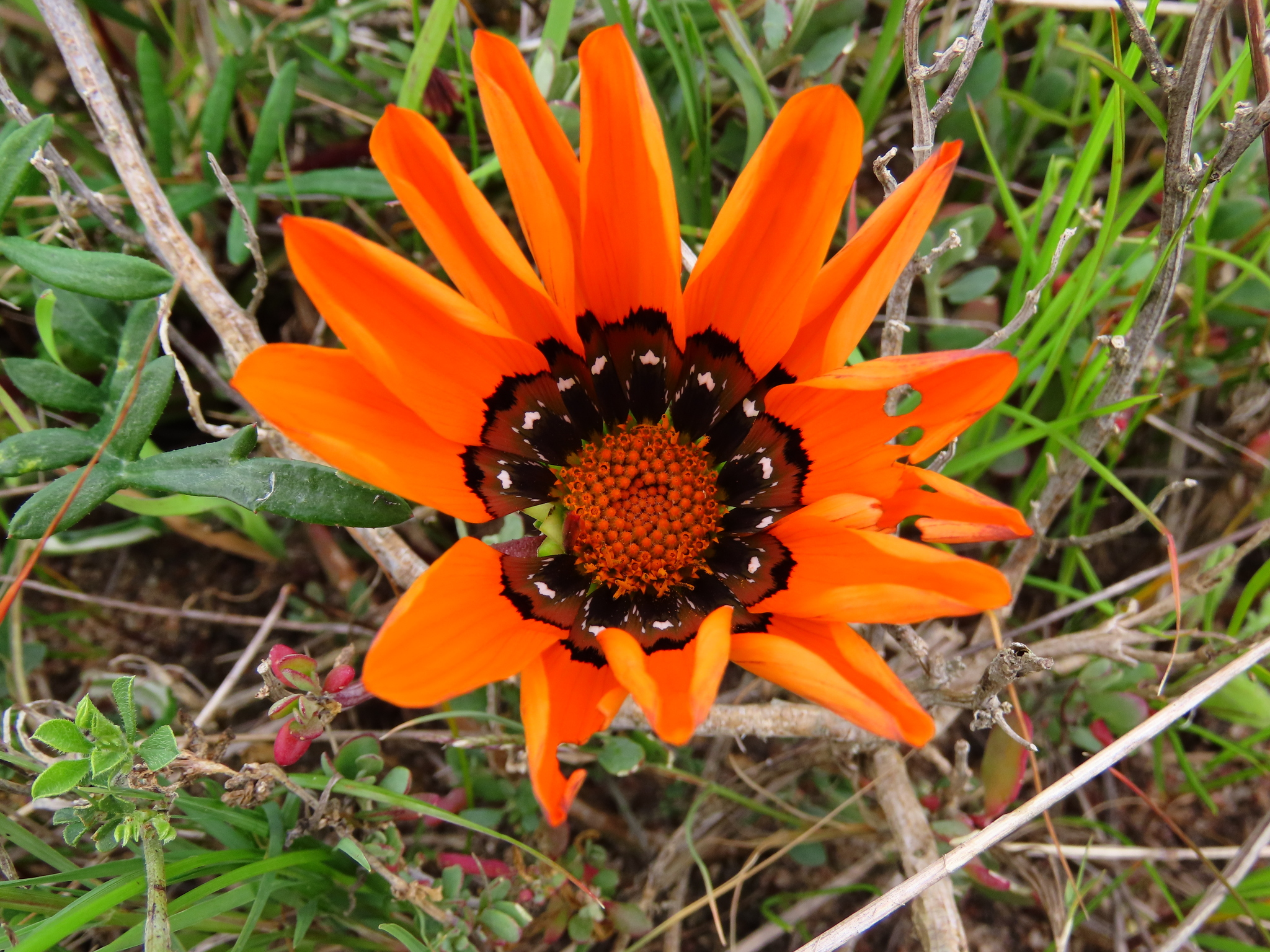 Gazania pectinata (Thunb.) Hartw.