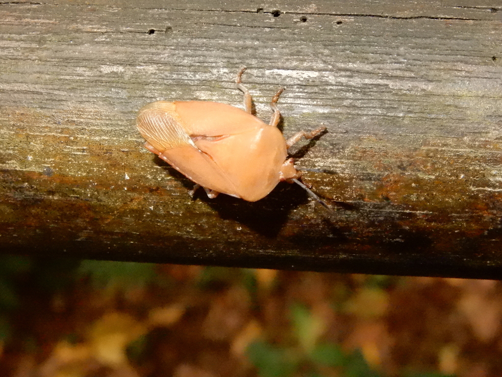 Lychee Stink Bug from 仙跡岩, Wenshan, Taipei, Taiwan on August 27, 2022 ...