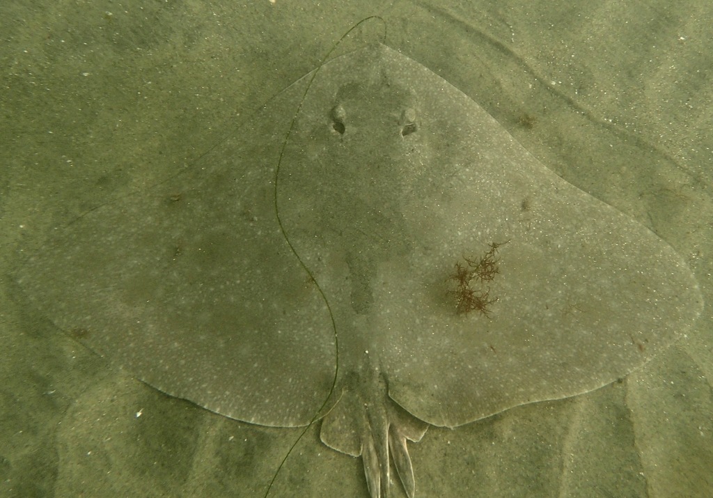 California Butterfly Ray from San Diego County, CA, USA on August 4 ...
