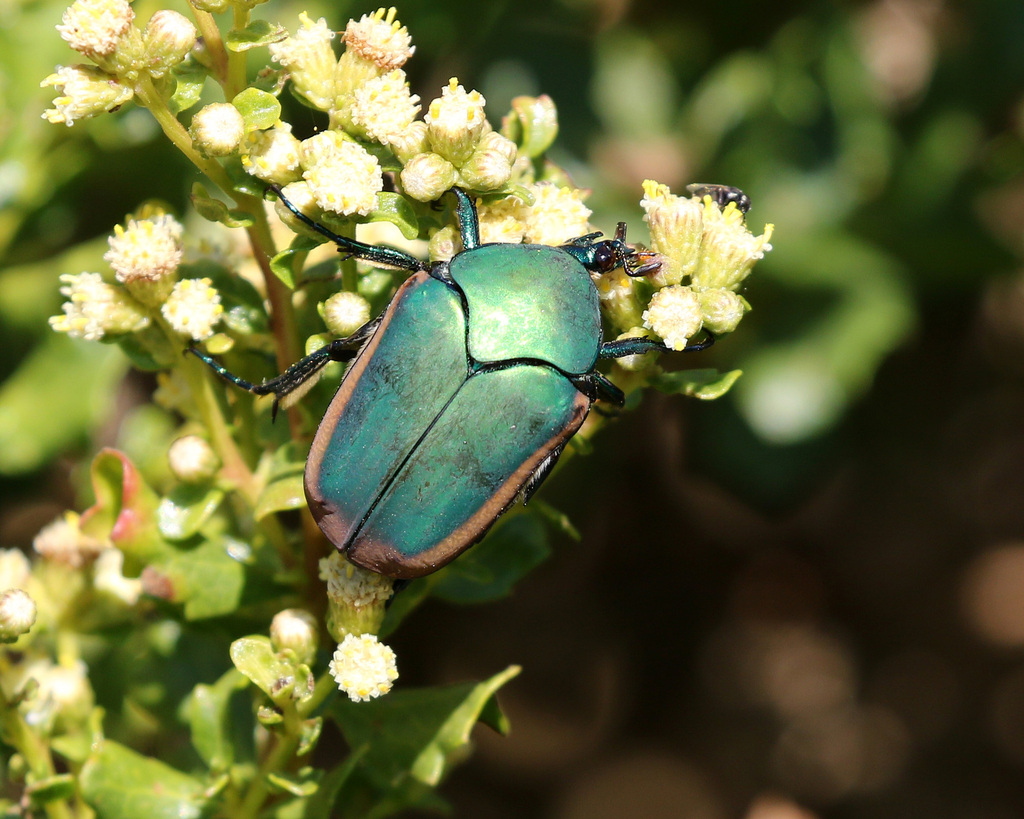 Figeater Beetle from Palo Alto, CA, USA on August 27, 2022 at 09:35 AM ...