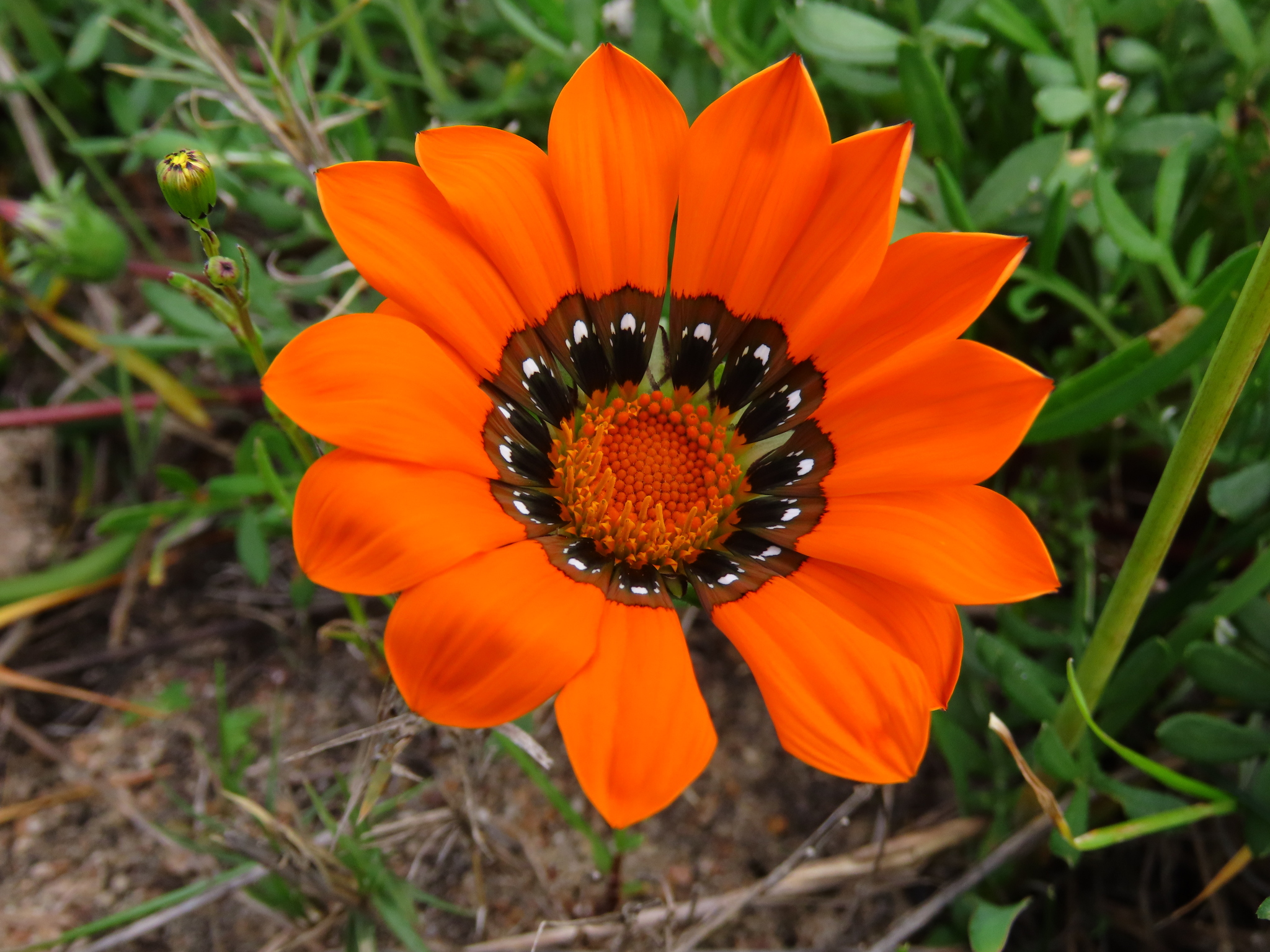 Gazania pectinata (Thunb.) Hartw.