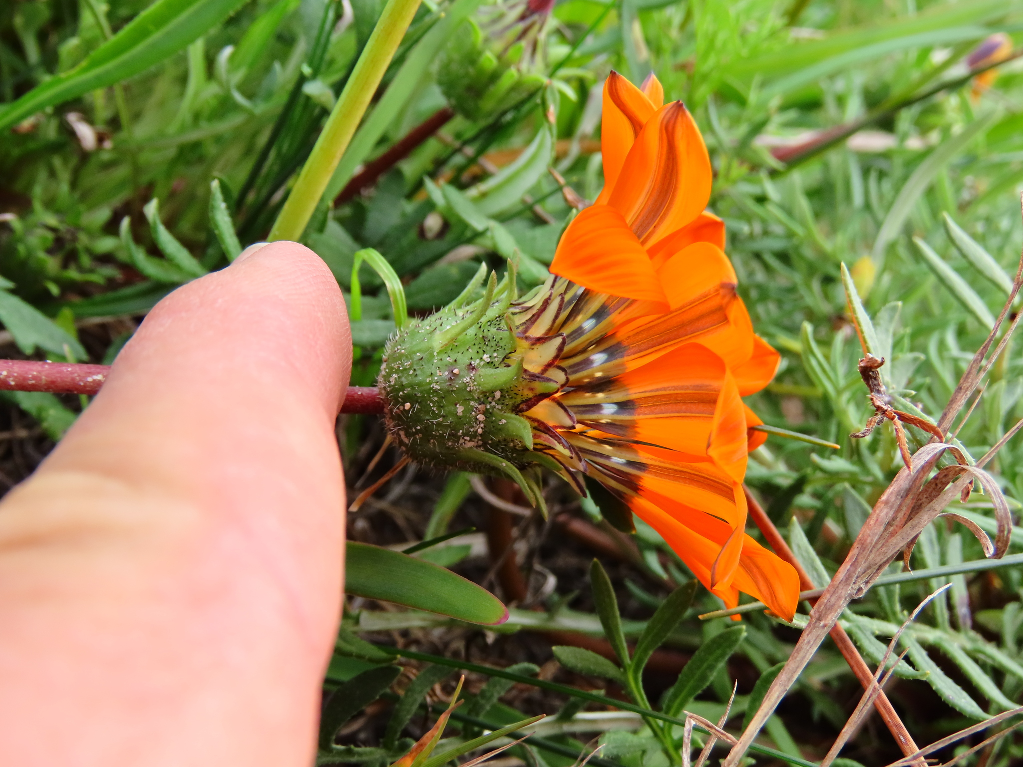 Gazania pectinata (Thunb.) Hartw.