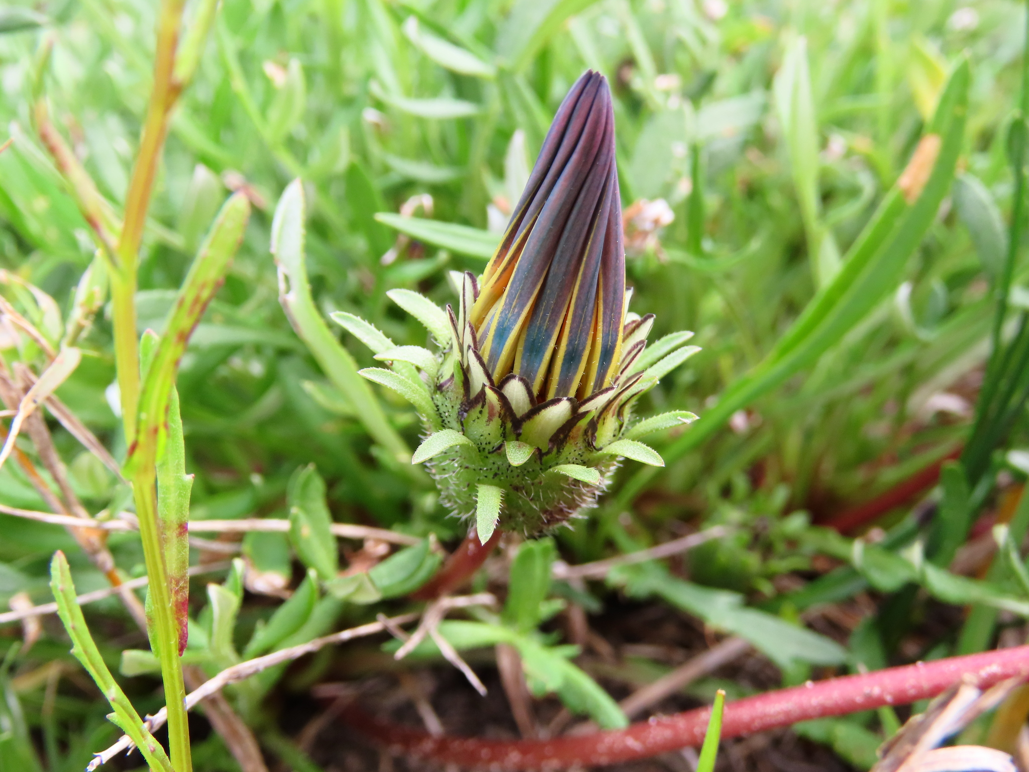 Gazania pectinata (Thunb.) Hartw.