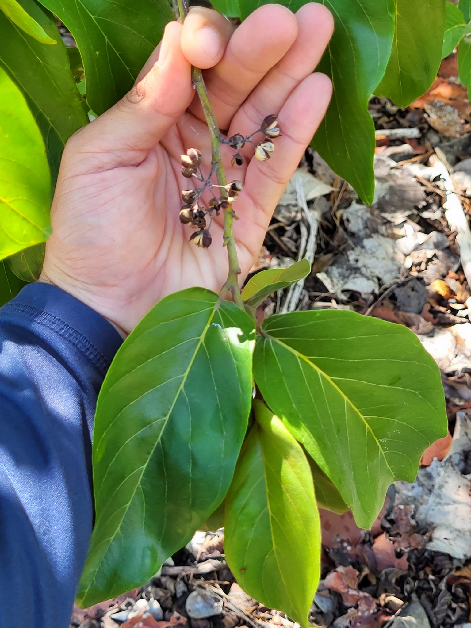 Colubrina arborescens (Mill.) Sarg.