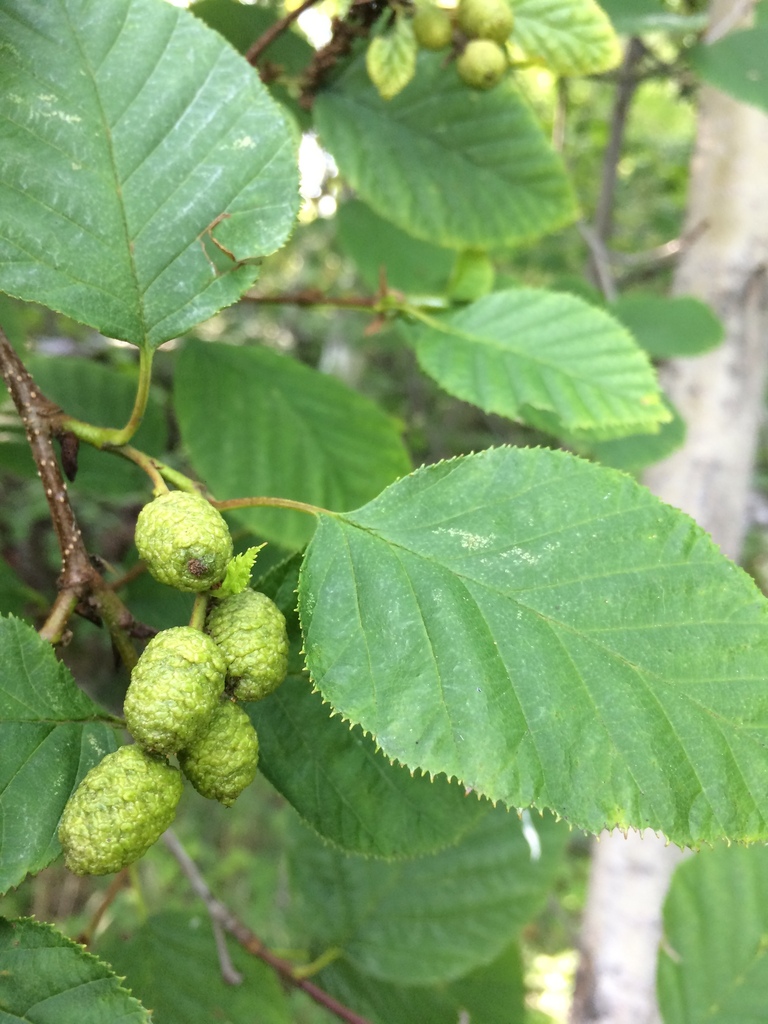 green alder from Слюдянский р-н, Иркутская обл., Россия on August 13 ...
