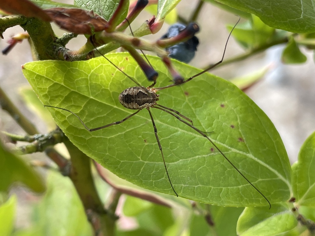 European Harvestman from Urmakarevägen, Staffanstorp, Skåne, SE on ...